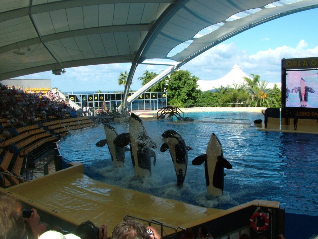 LORO PARQUE, MEJOR DE EUROPA - El Cotarrro